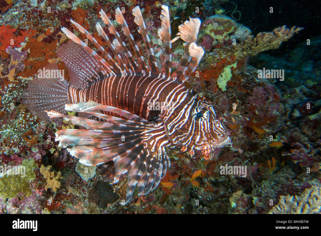 Poisson scorpion d'eau profonde rouge Banque de photographies et d ...