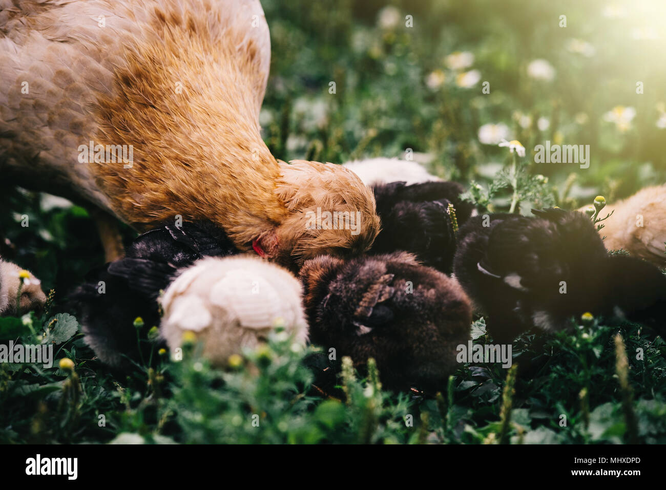 Poule et poussins sur fond blanc Banque de photographies et d’images à ...