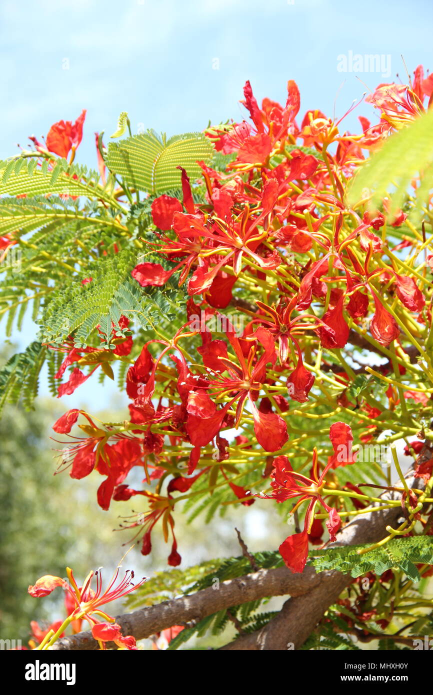 Australia native flora Banque de photographies et d’images à haute ...