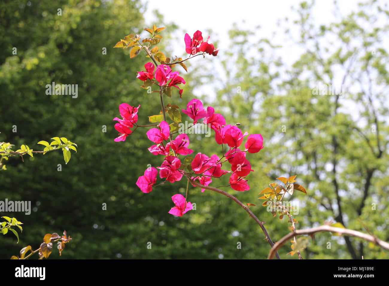 Fleurs rouges de rêve Banque de photographies et d’images à haute ...