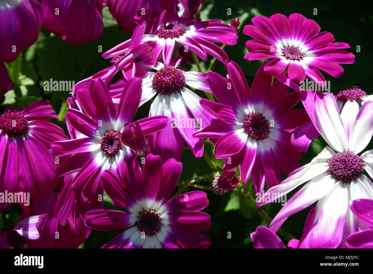 Cineraria cruenta Banque de photographies et d’images à haute ...