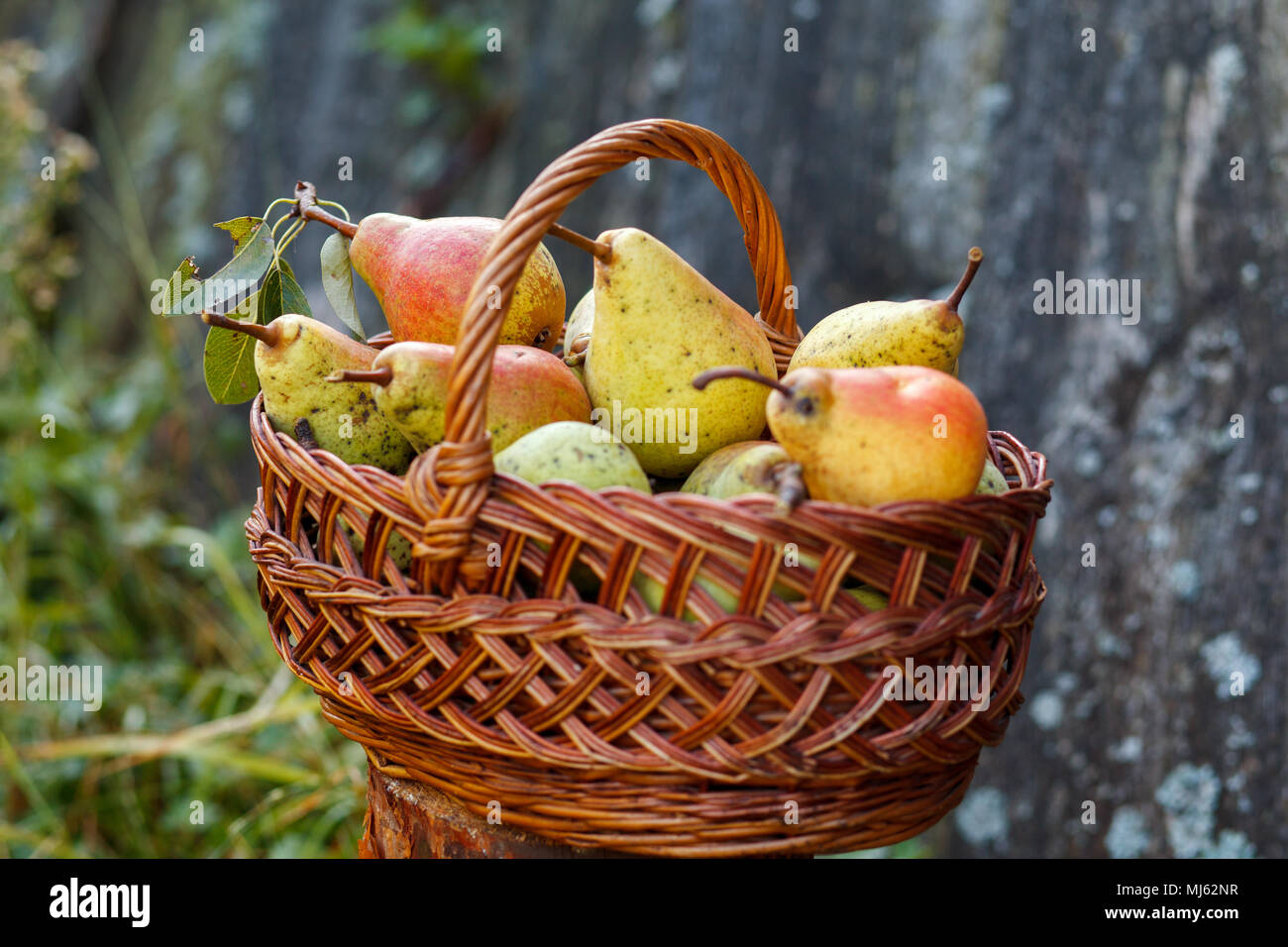 Panier avec beaucoup de poires. Panier plein de poires biologiques vert ...