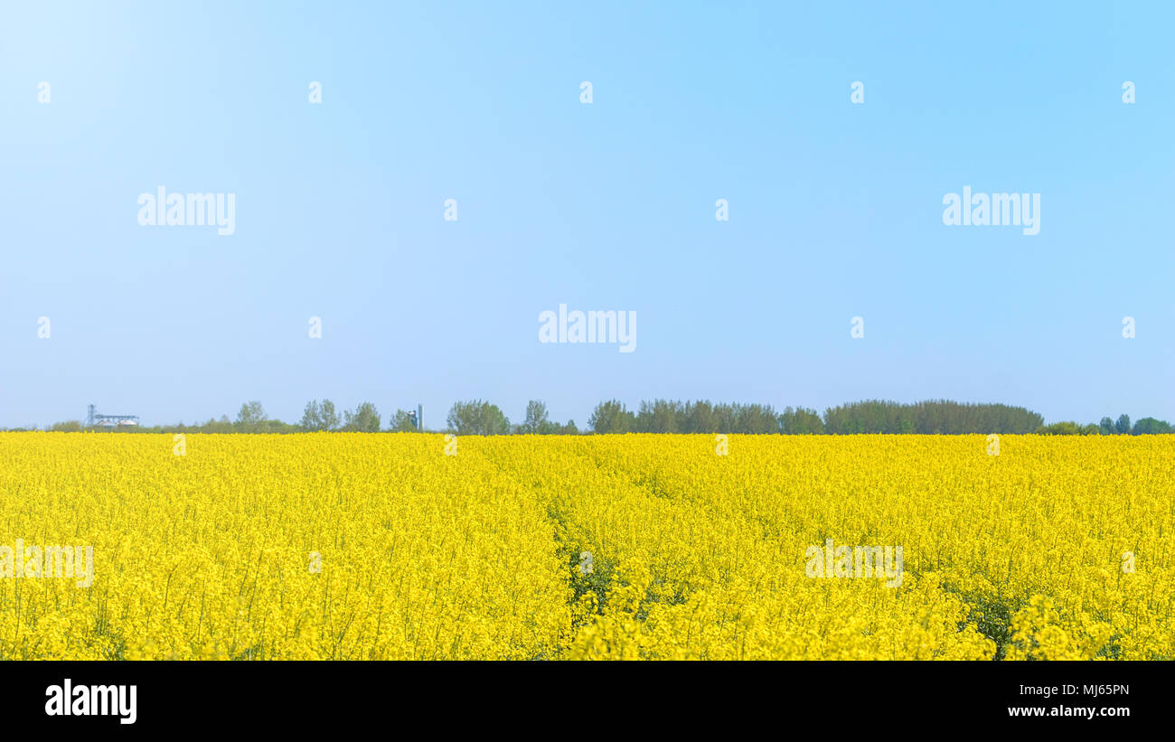 Champ de colza, huile jaune graines de colza en fleur. Domaine de l ...