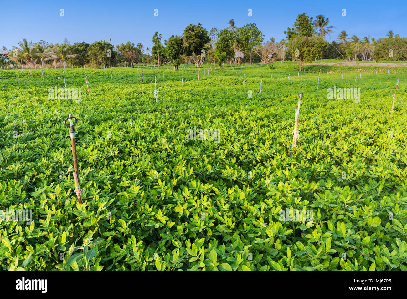 Champ d'arachide, arachides champ sur terrain en potager Photo Stock ...