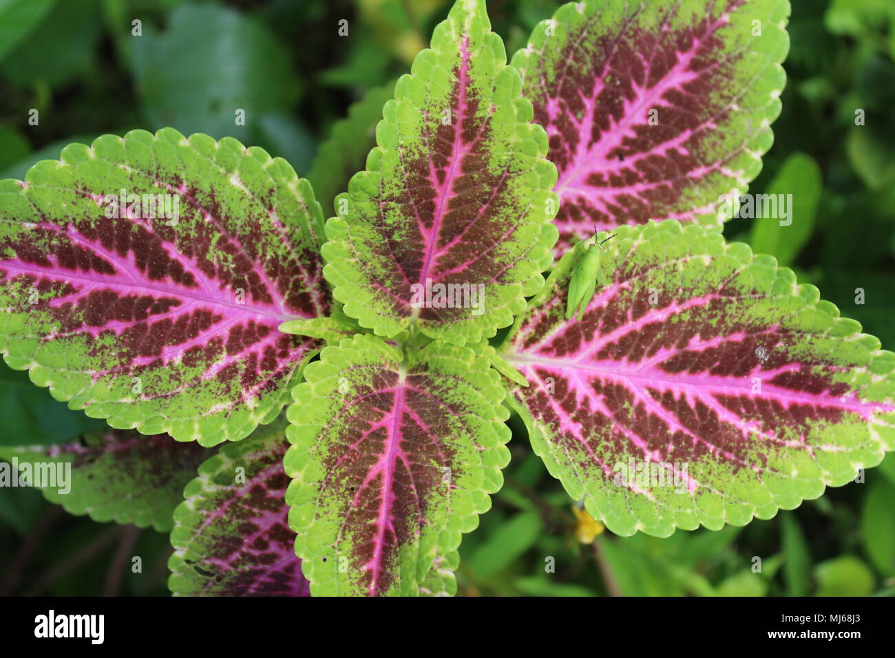 Coleus kong rose Banque de photographies et d’images à haute résolution ...