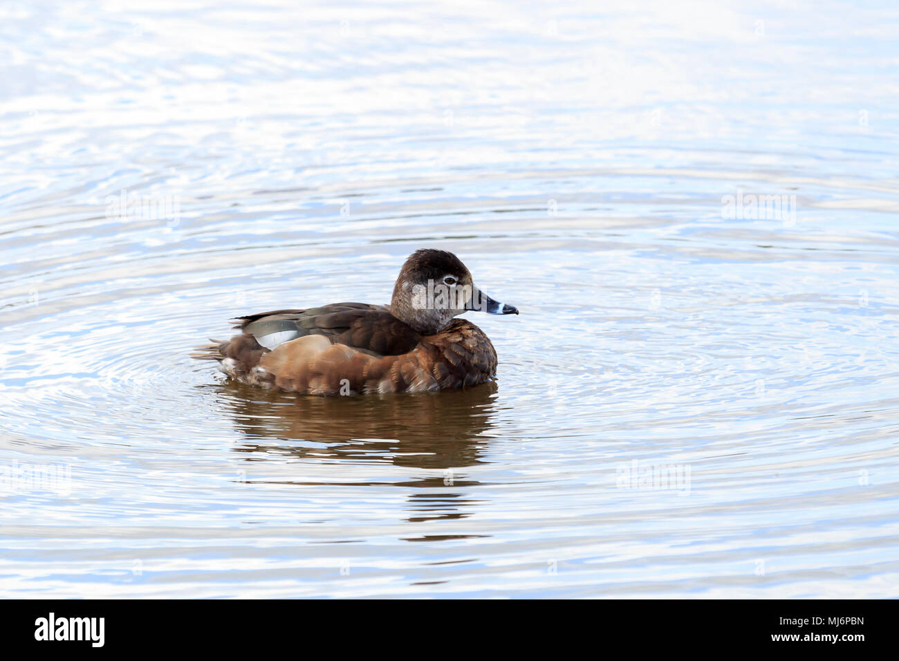 Accouplement de poule et de canard Banque de photographies et d’images ...
