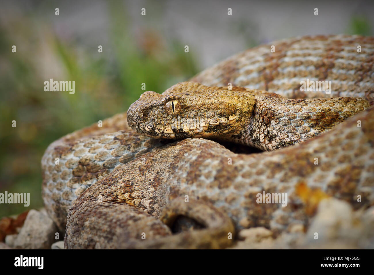 Levantine viper vipera lebetina Banque de photographies et d’images à ...