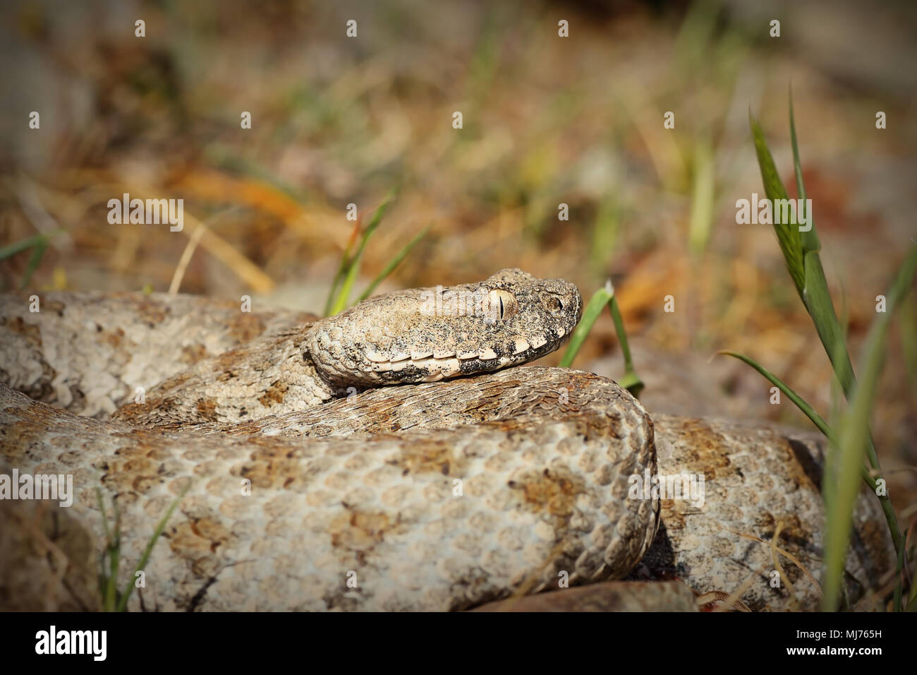 Viper macrovipera levantine Banque de photographies et d’images à haute ...