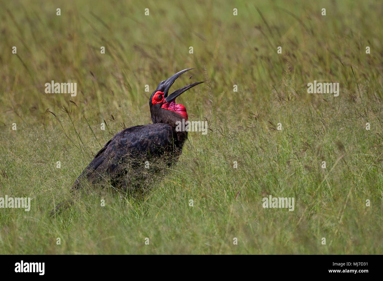 Calao terrestre sud calao terrestre calao terrestre kenya afrique ...