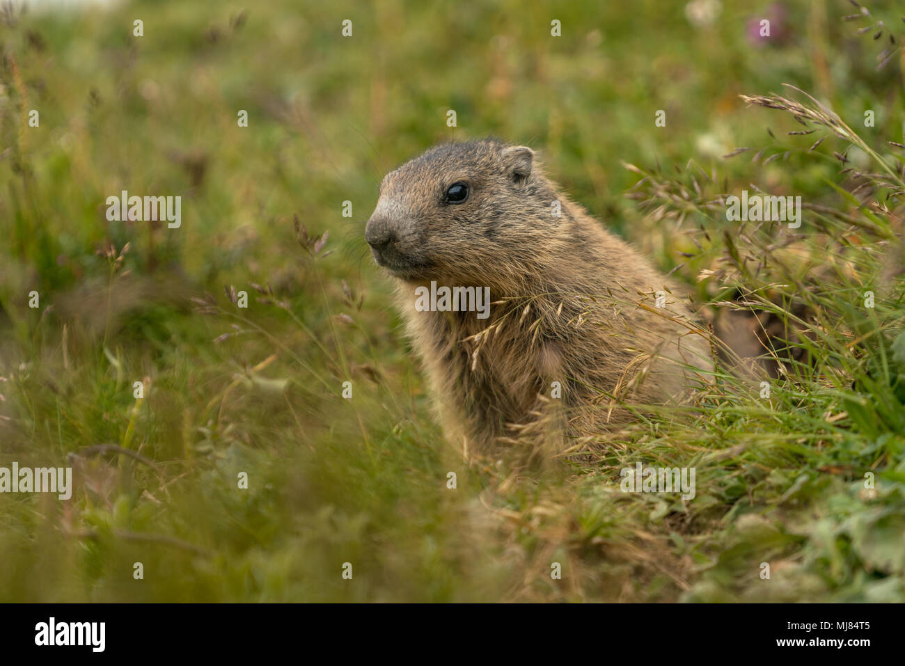 Marmotte alpine marmota marmota dans son habitat naturel Banque de ...