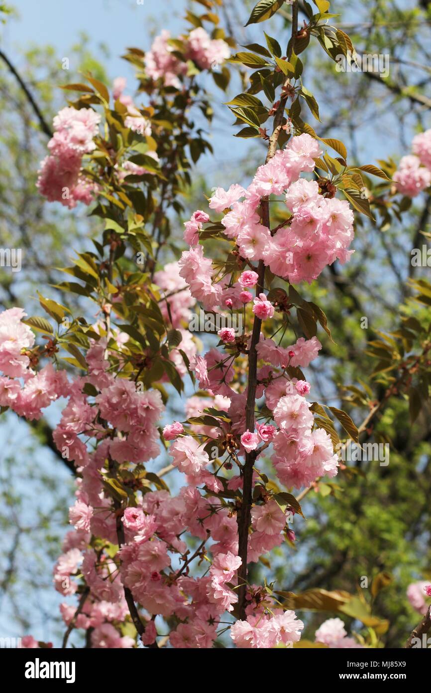Feuilles de prunus serrulata Banque de photographies et d’images à ...