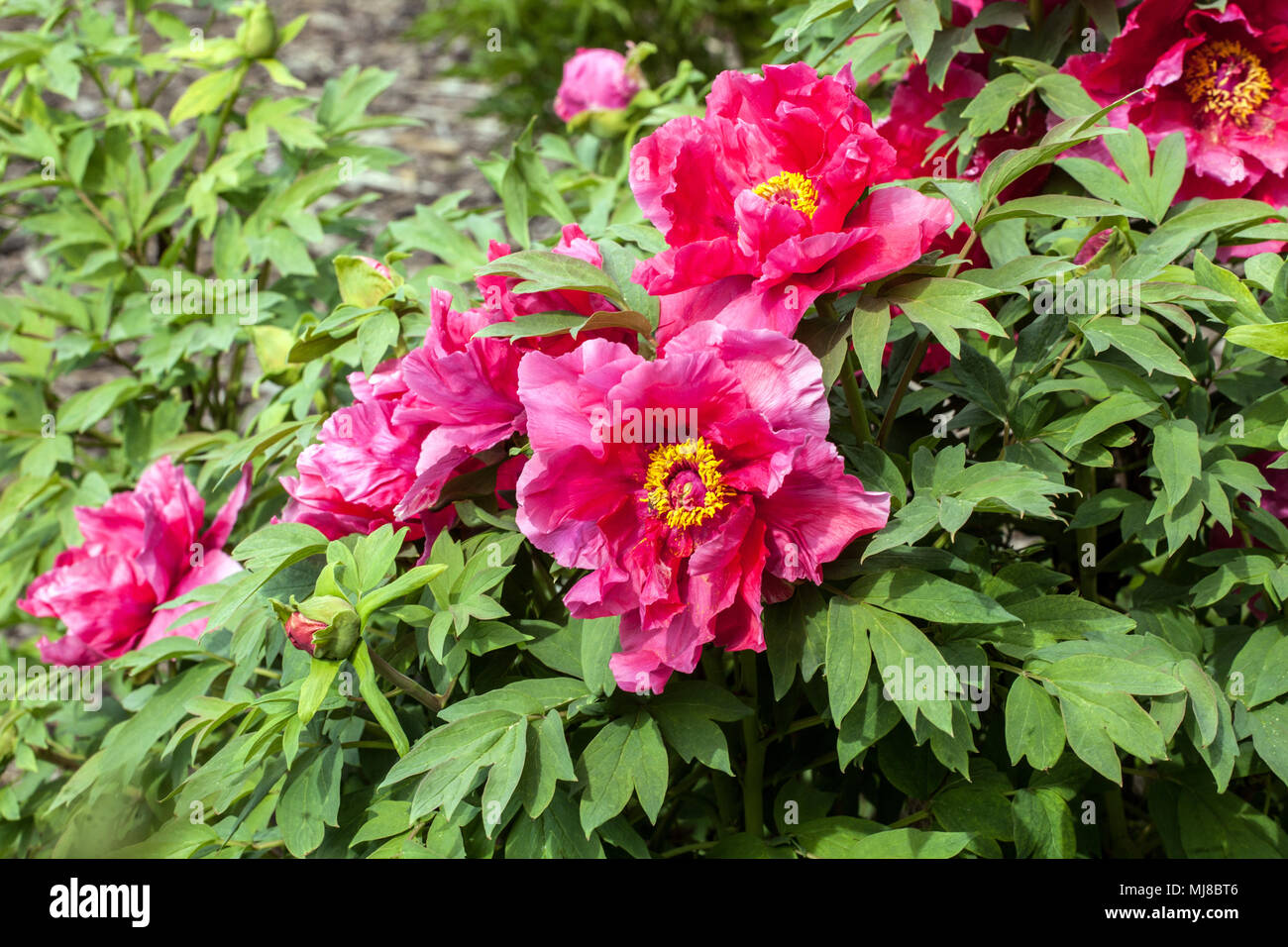 Naniwa nishiki Banque de photographies et d’images à haute résolution ...