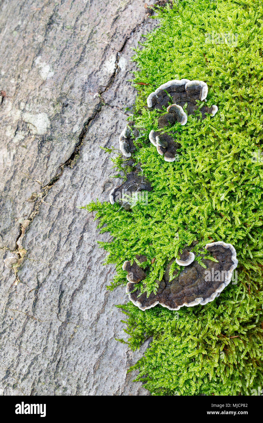 Coriolus Banque de photographies et d’images à haute résolution - Alamy