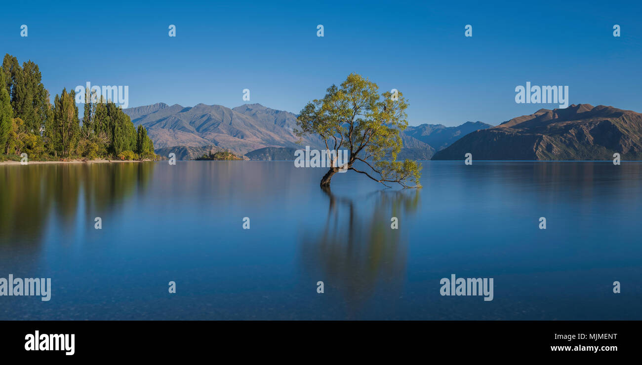 Wanaka willow Banque de photographies et d’images à haute résolution ...