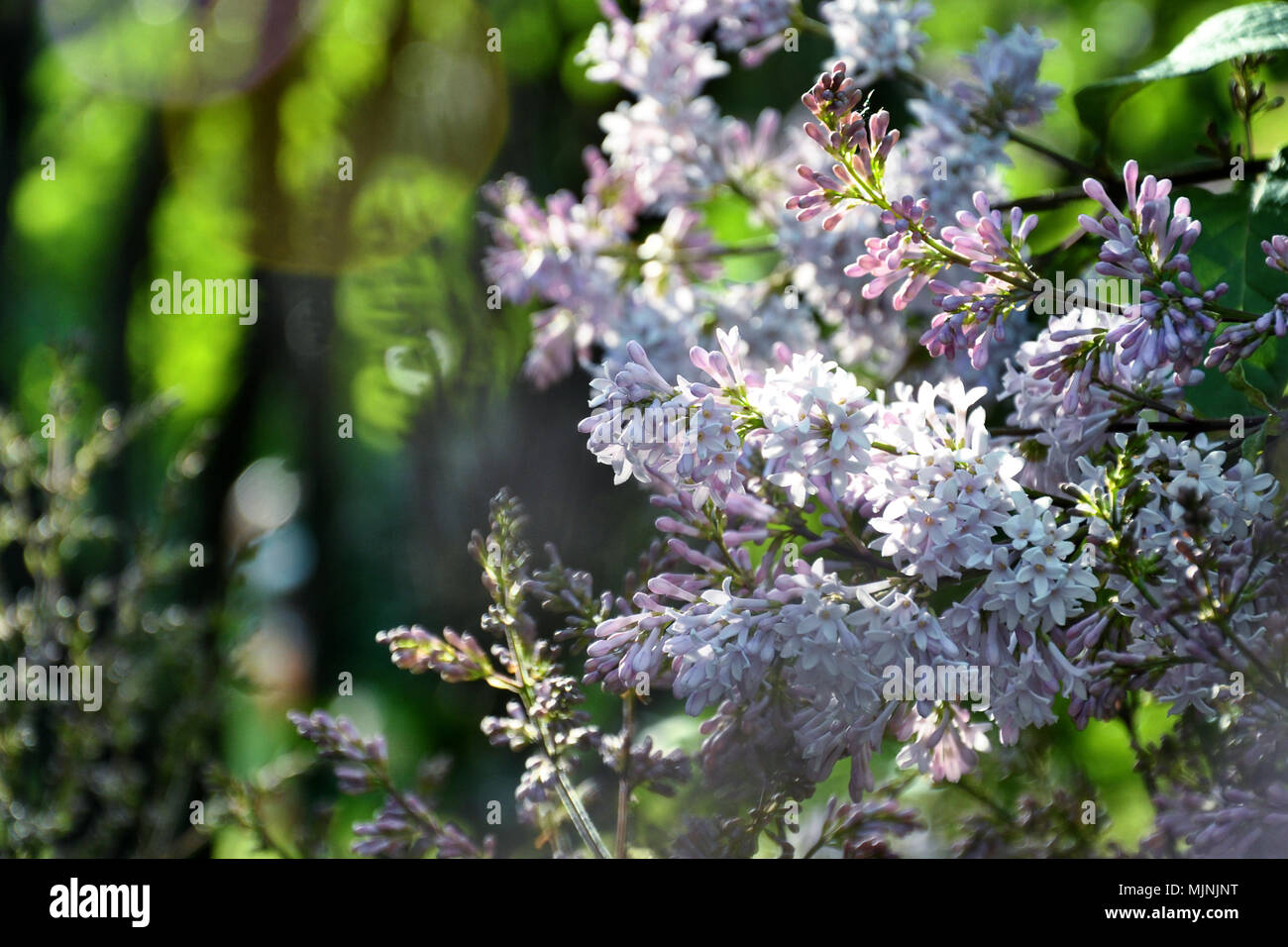 Syringa vulgaris garden Banque de photographies et d’images à haute ...