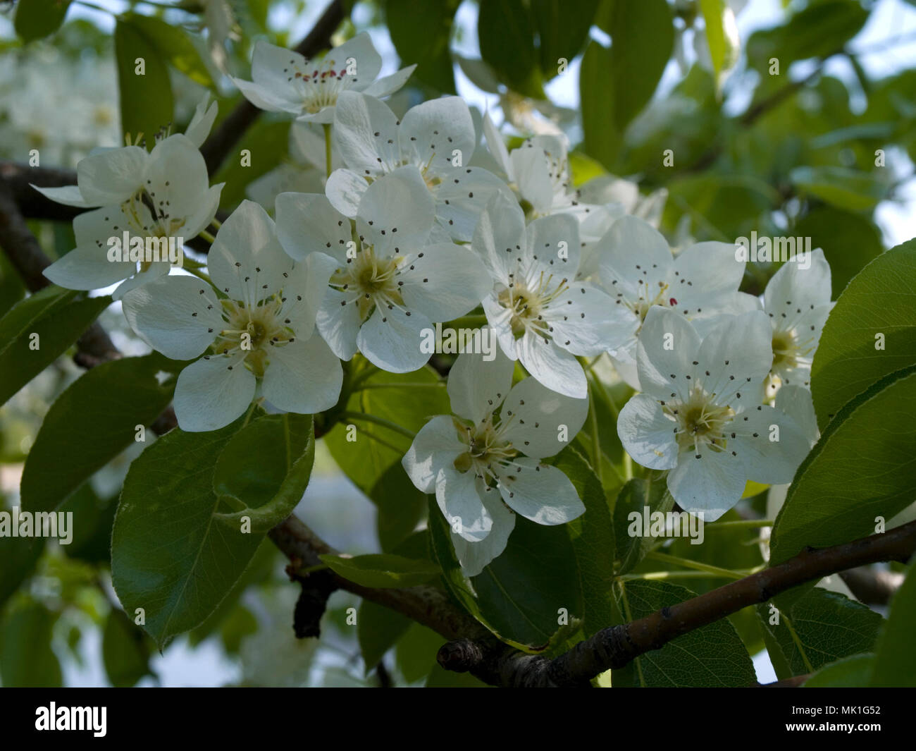 Branche de poirier sauvage en fleurs Banque de photographies et d ...