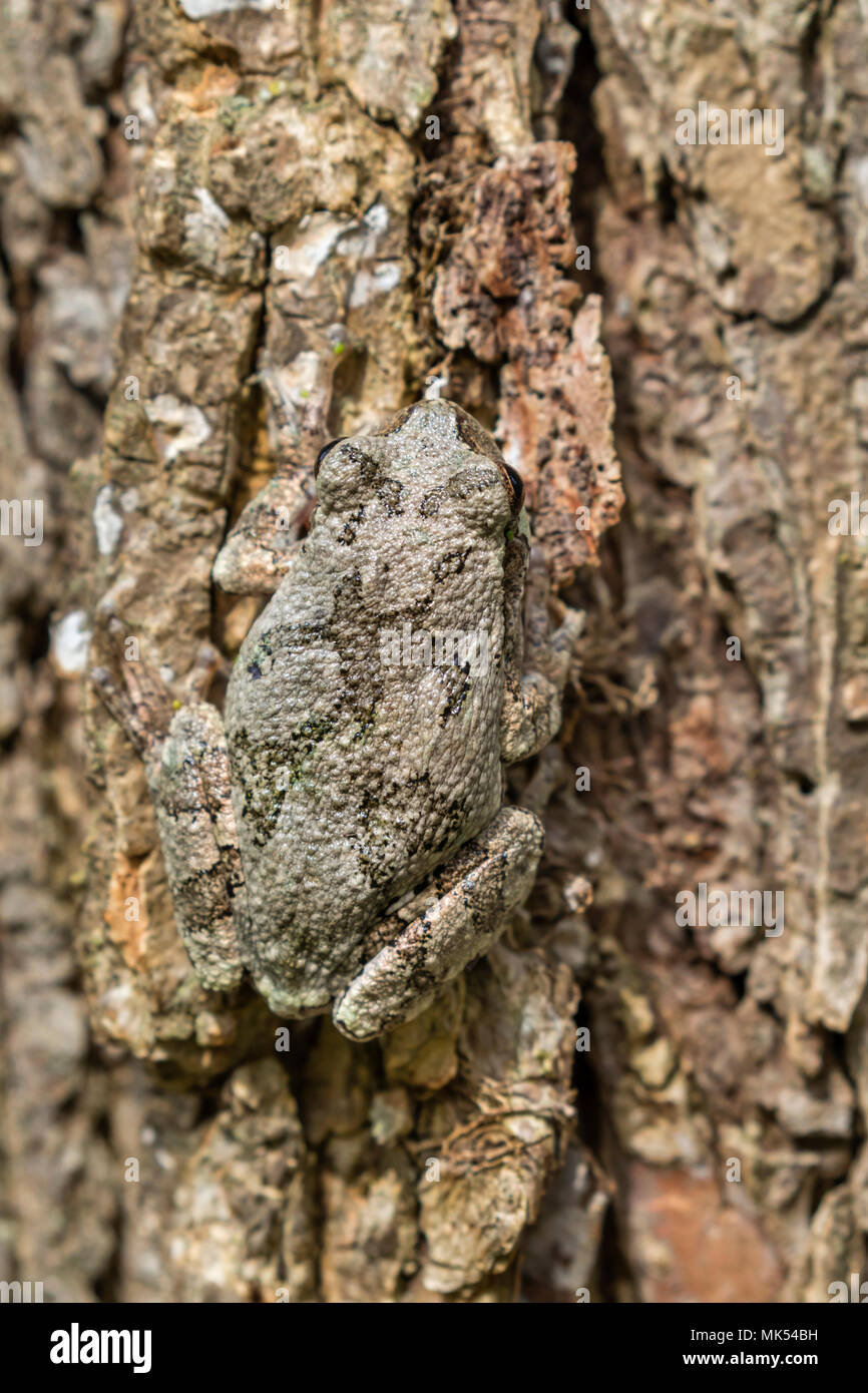 Hyla versicolor Banque de photographies et d’images à haute résolution ...