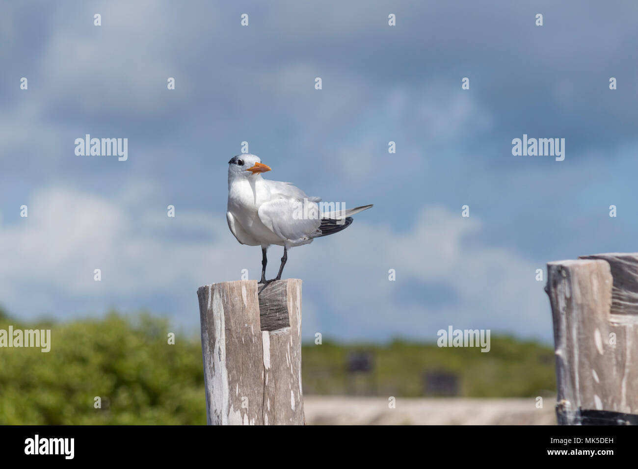 Sterne royale perchée sur poteau. Sterne Royale Thalasseus maximus aka ...
