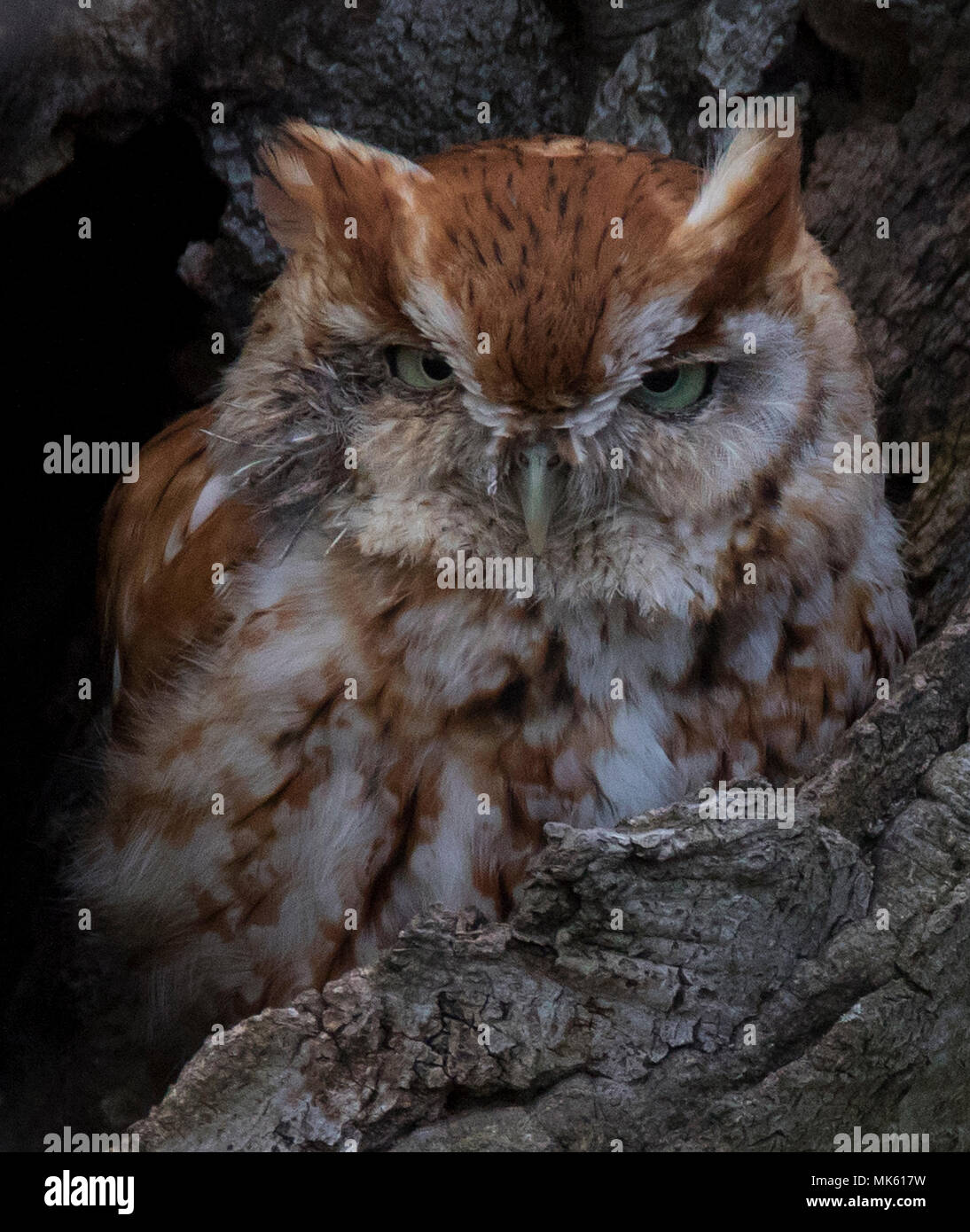 Chouette rayée femelle Banque de photographies et d’images à haute résolution - Alamy