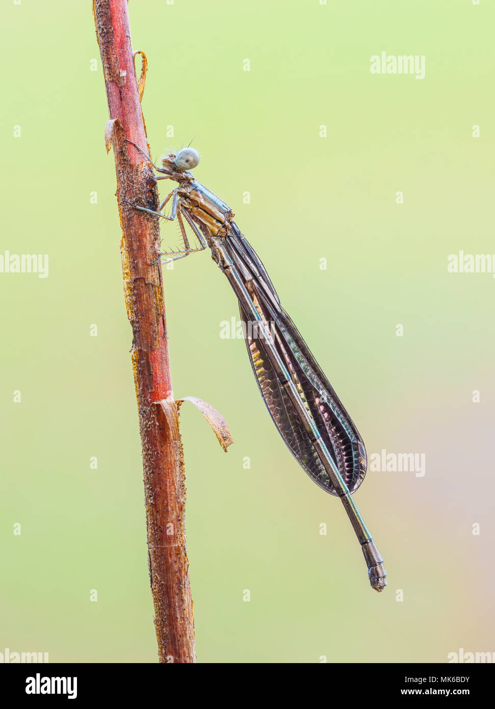 Une femme danseuse Variable (Argia fumipennis) libellule est perché sur ...