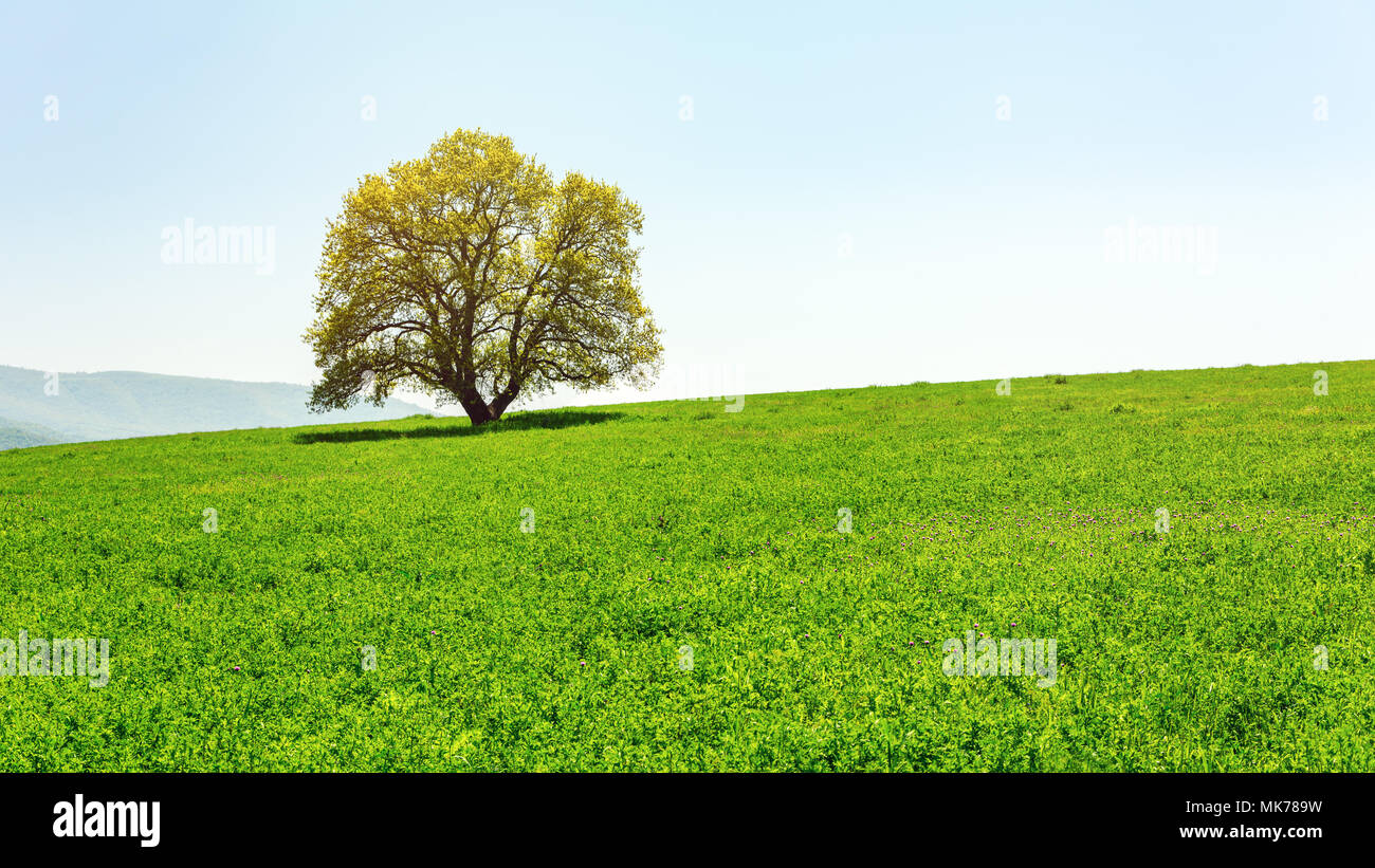 Arbre vert solitaire Banque de photographies et d’images à haute ...