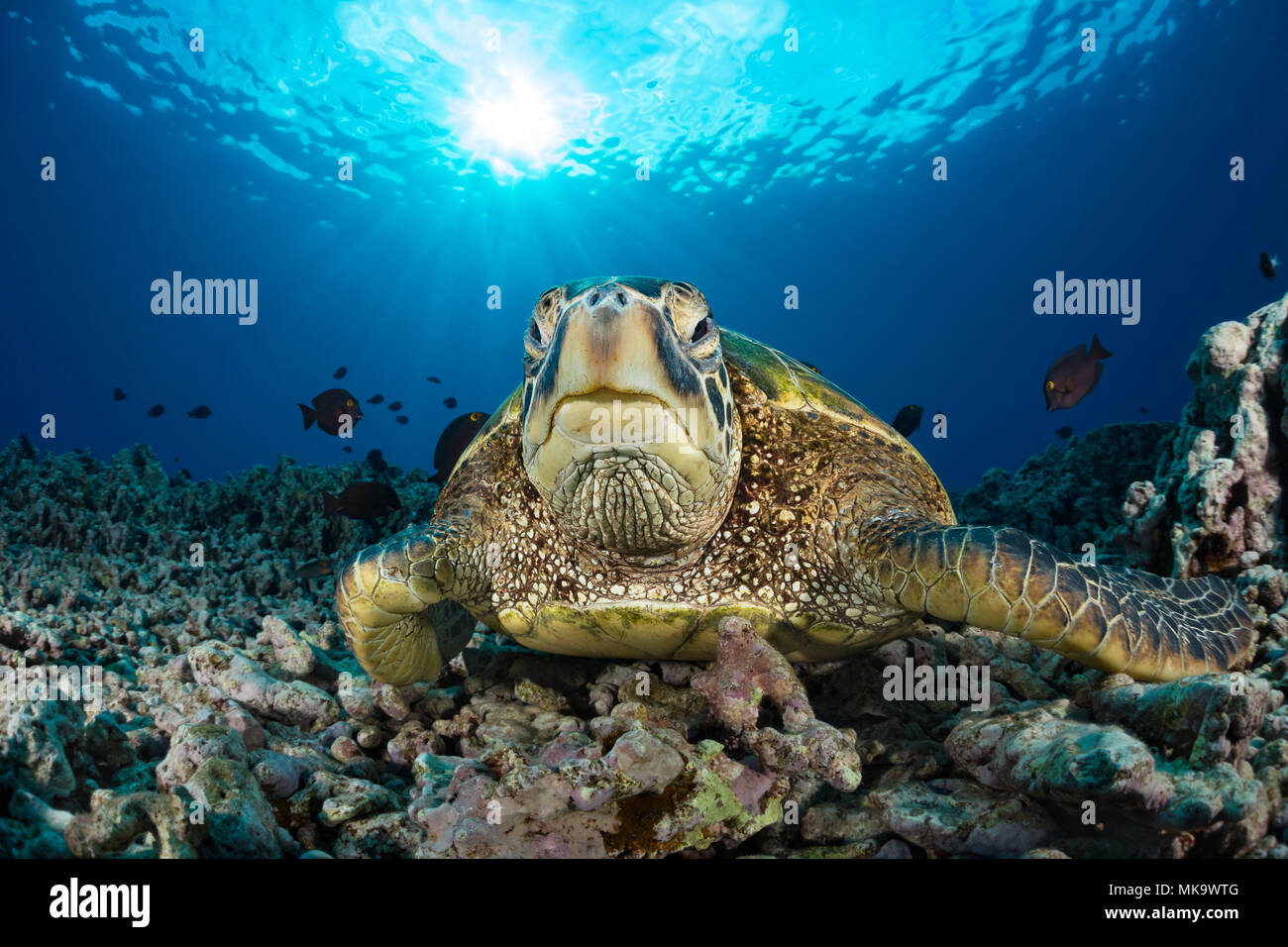 Tortue verte, Chelonia mydas, une espèce en voie de disparition, à ...
