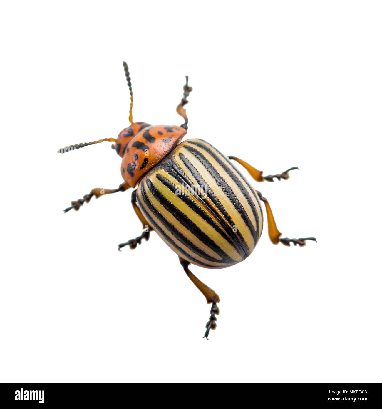 Doryphore polyclète Banque de photographies et d’images à haute ...