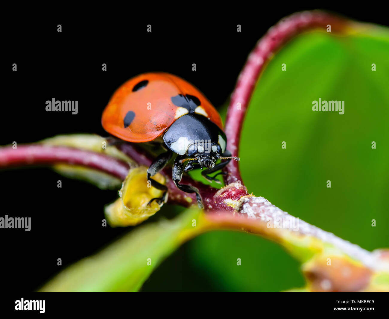 Insecte coccinelle Banque de photographies et d’images à haute ...