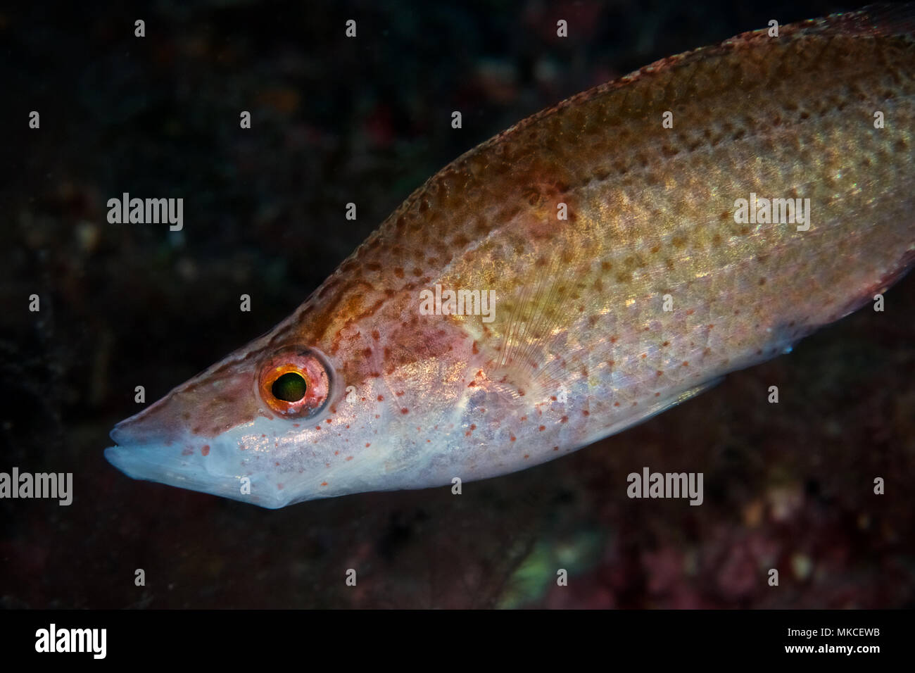 Tordo picudo Banque de photographies et d’images à haute résolution - Alamy
