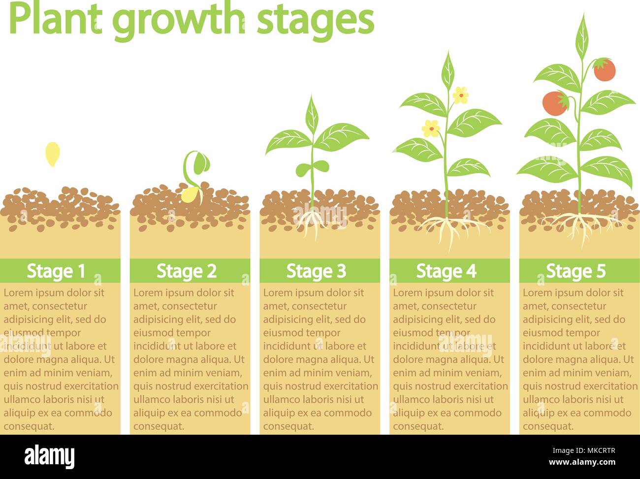 Les plantes qui poussent l'infographie. Processus de croissance des ...