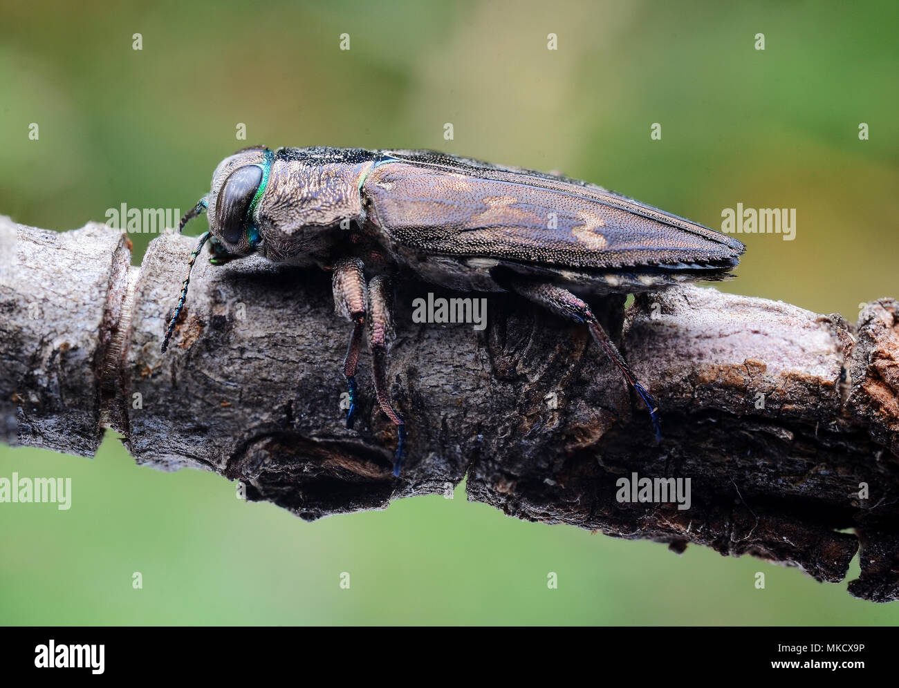 Beetle buprestidae Banque de photographies et d’images à haute ...