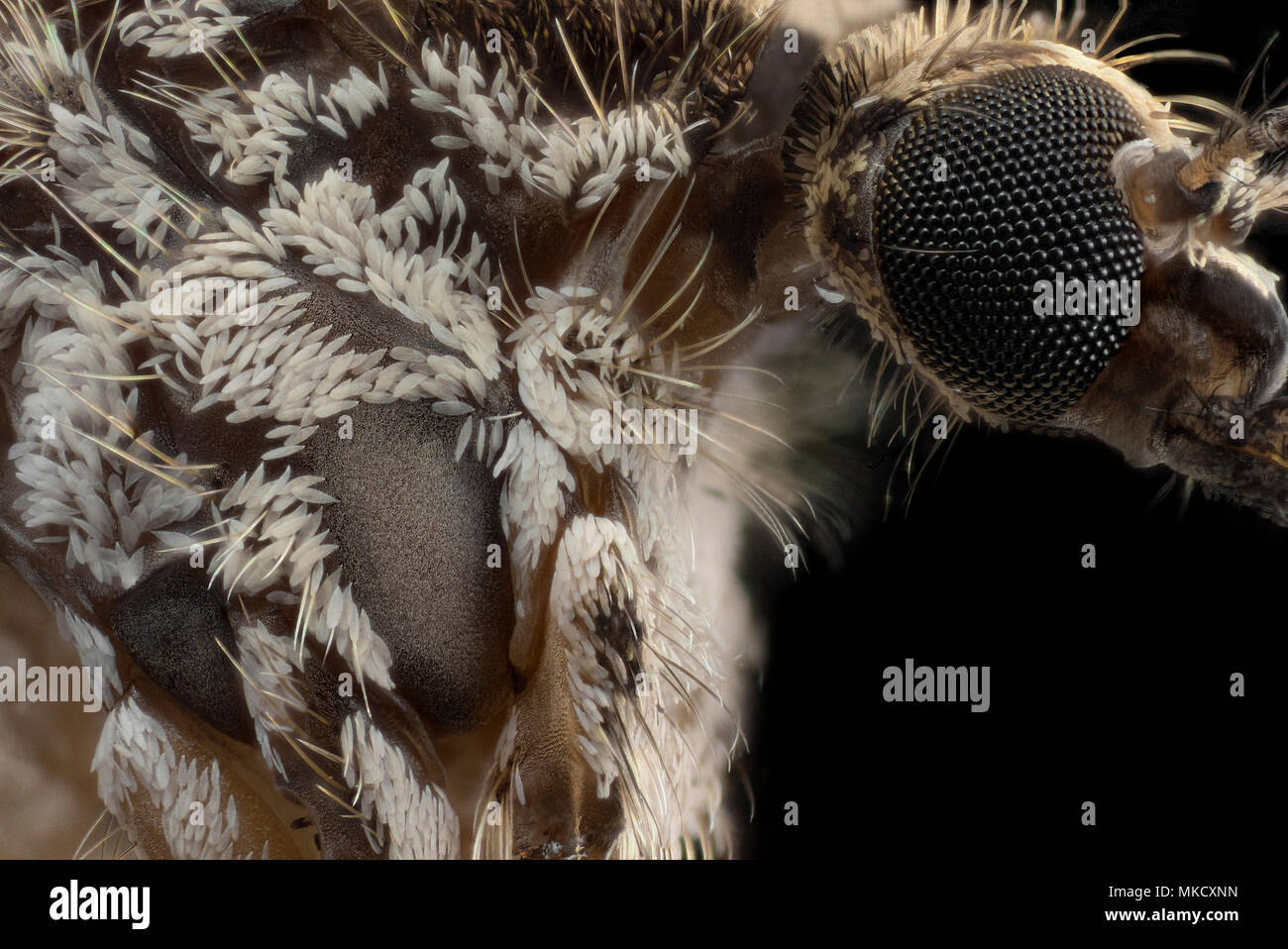 Tête de moustique Banque de photographies et d’images à haute résolution - Alamy