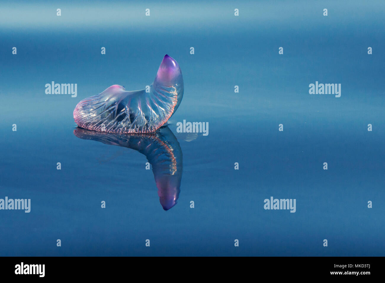 Physalia physalia sp Banque de photographies et d’images à haute ...