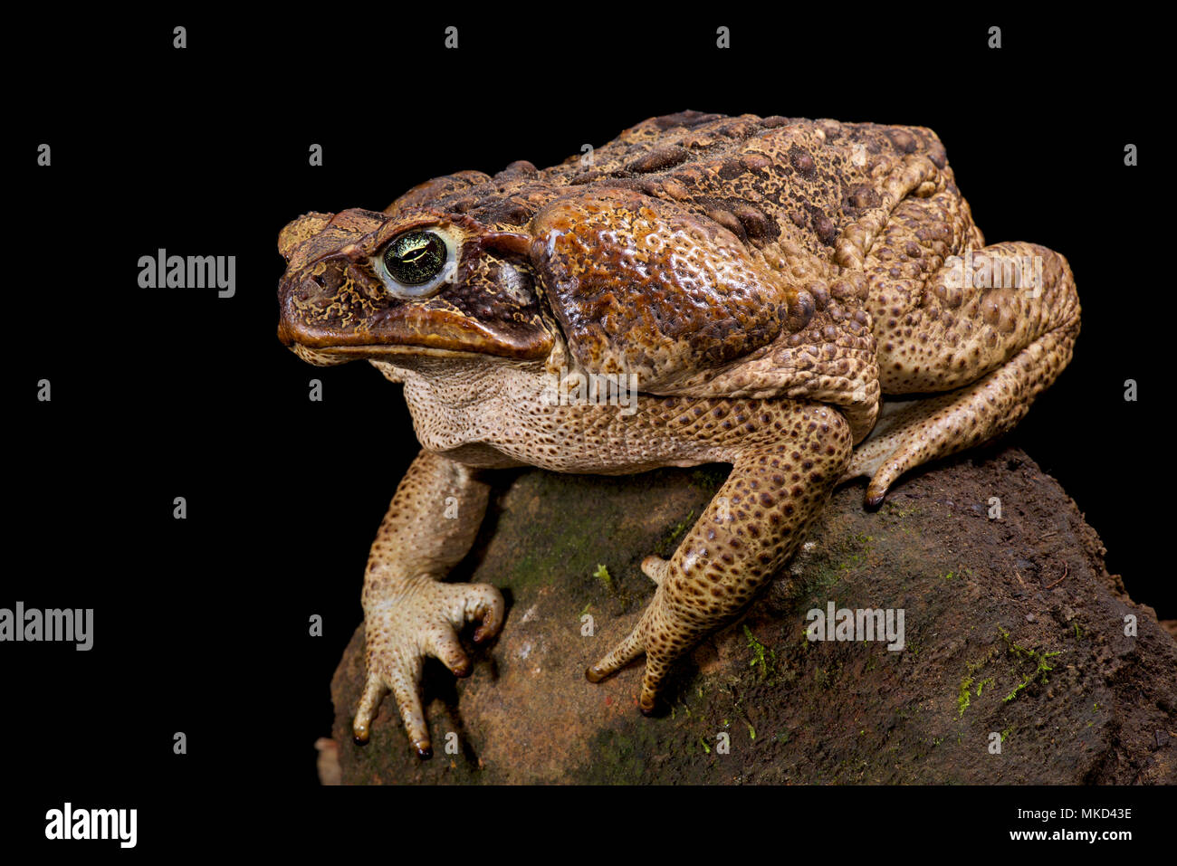 Bufo sp Banque de photographies et d’images à haute résolution - Alamy