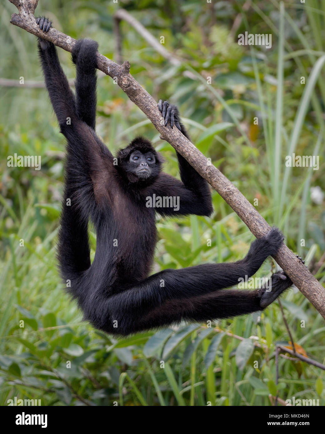 Singe araignée à tête brune (Ateles fusciceps), Panama, Juillet Photo ...