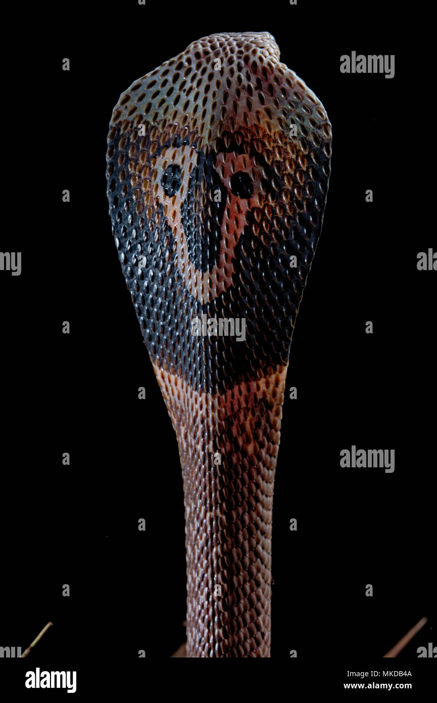 Cobra indien naja naja Banque de photographies et d’images à haute ...