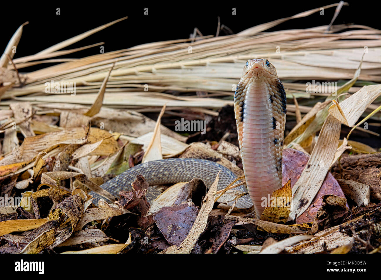 Naja atra formosa Banque de photographies et d’images à haute ...