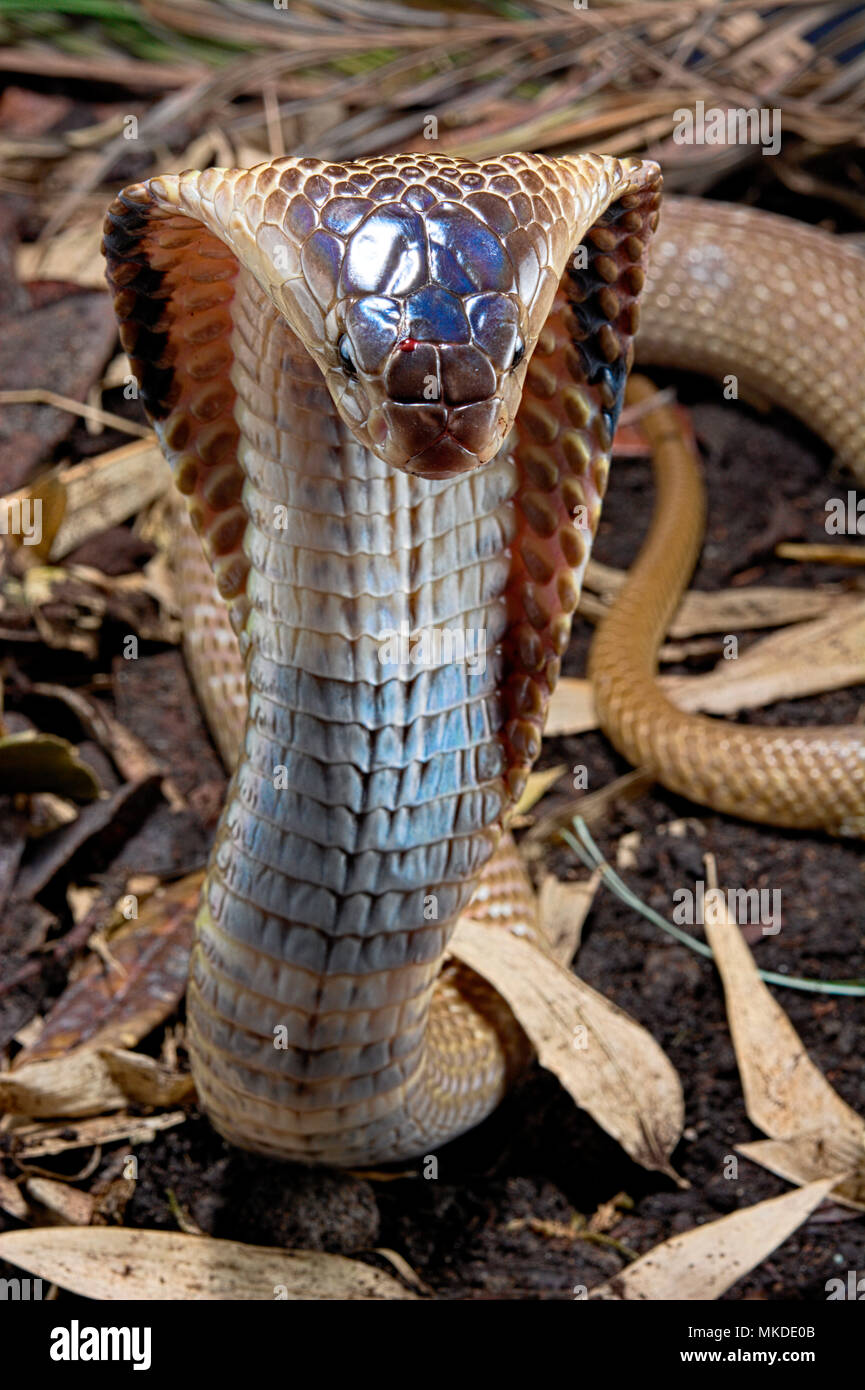 Cobra monocle Banque de photographies et d’images à haute résolution ...