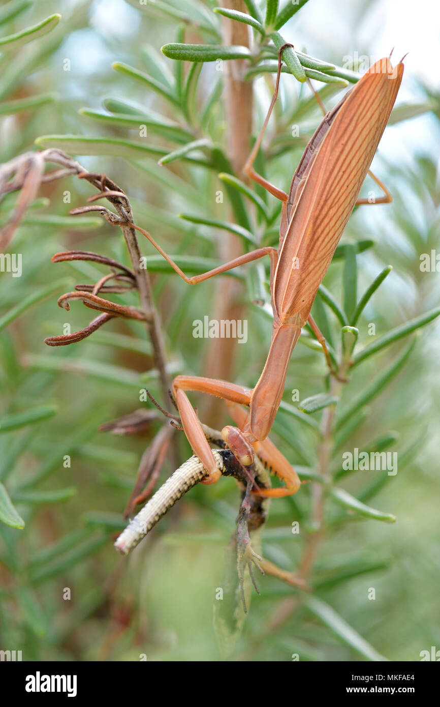 Praying Mantis Mantis Religiosa Eating Banque d'image et photos - Alamy