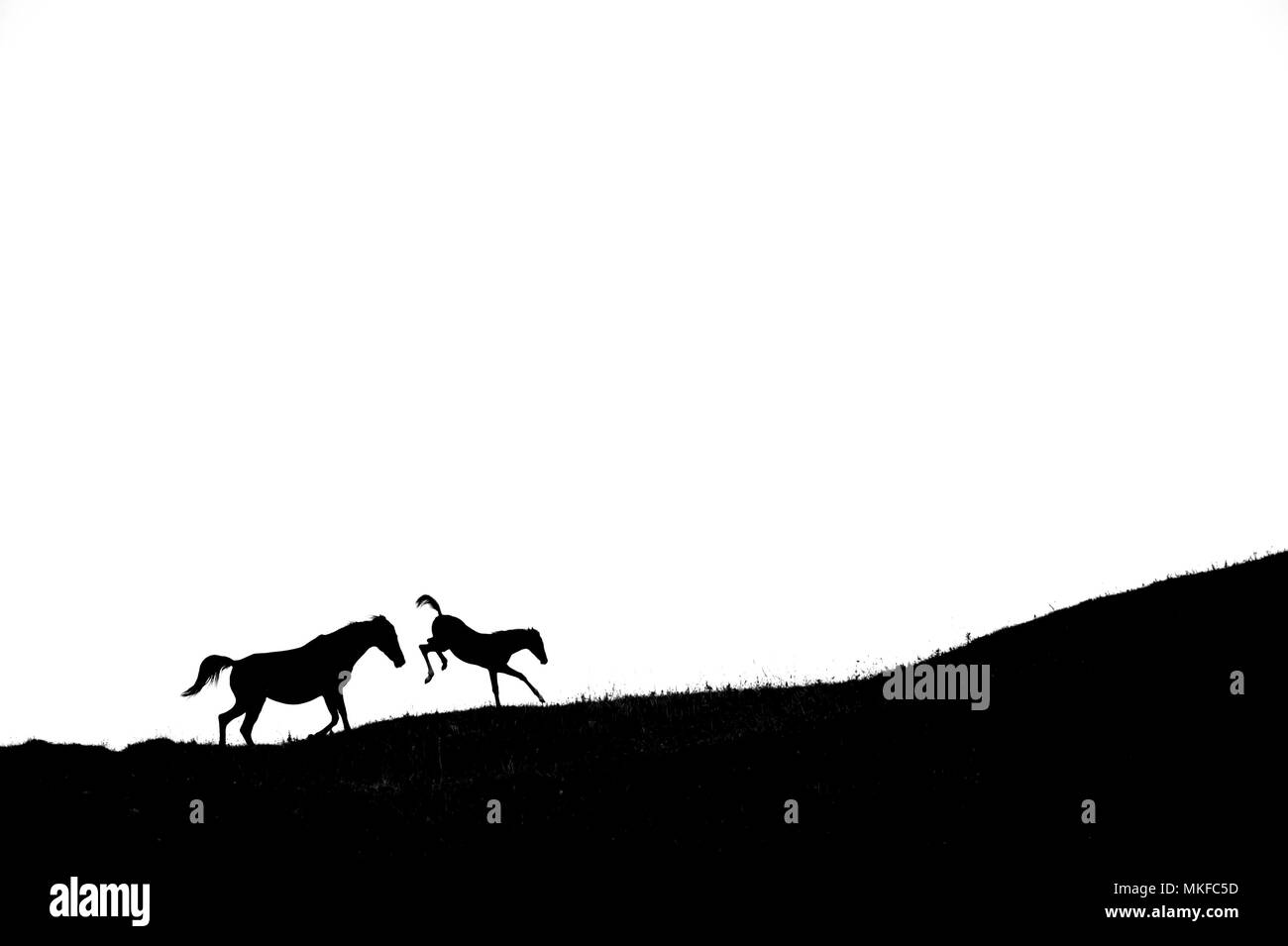 Jument avec son poulain sur fond blanc Banque de photographies et d’images à haute résolution ...