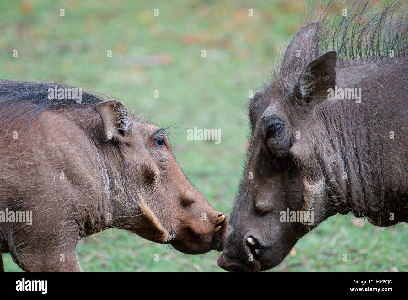 Verrue sur le visage Banque de photographies et d’images à haute ...
