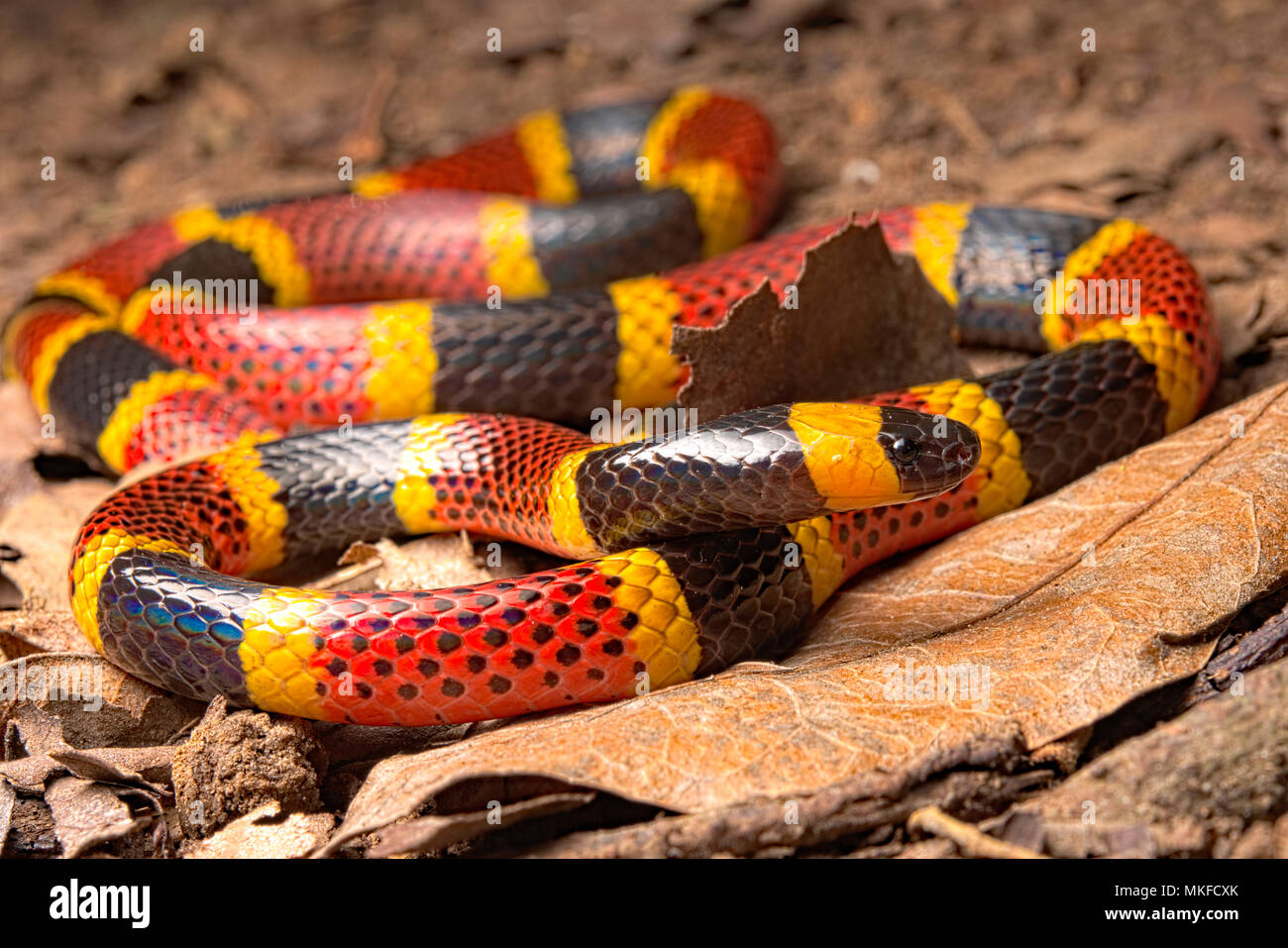 Costa Rica (serpent corail Micrurus mosquitensis), Costa Rica Photo ...