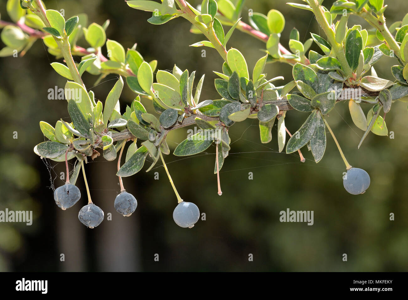Calafate Berberis Microphylla Banque d'image et photos - Alamy