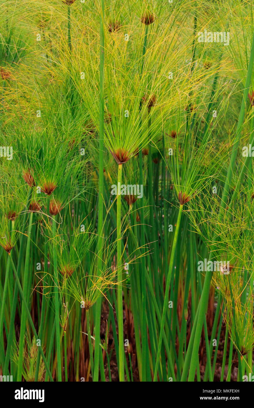Cyperus cyperus sp Banque de photographies et d’images à haute ...