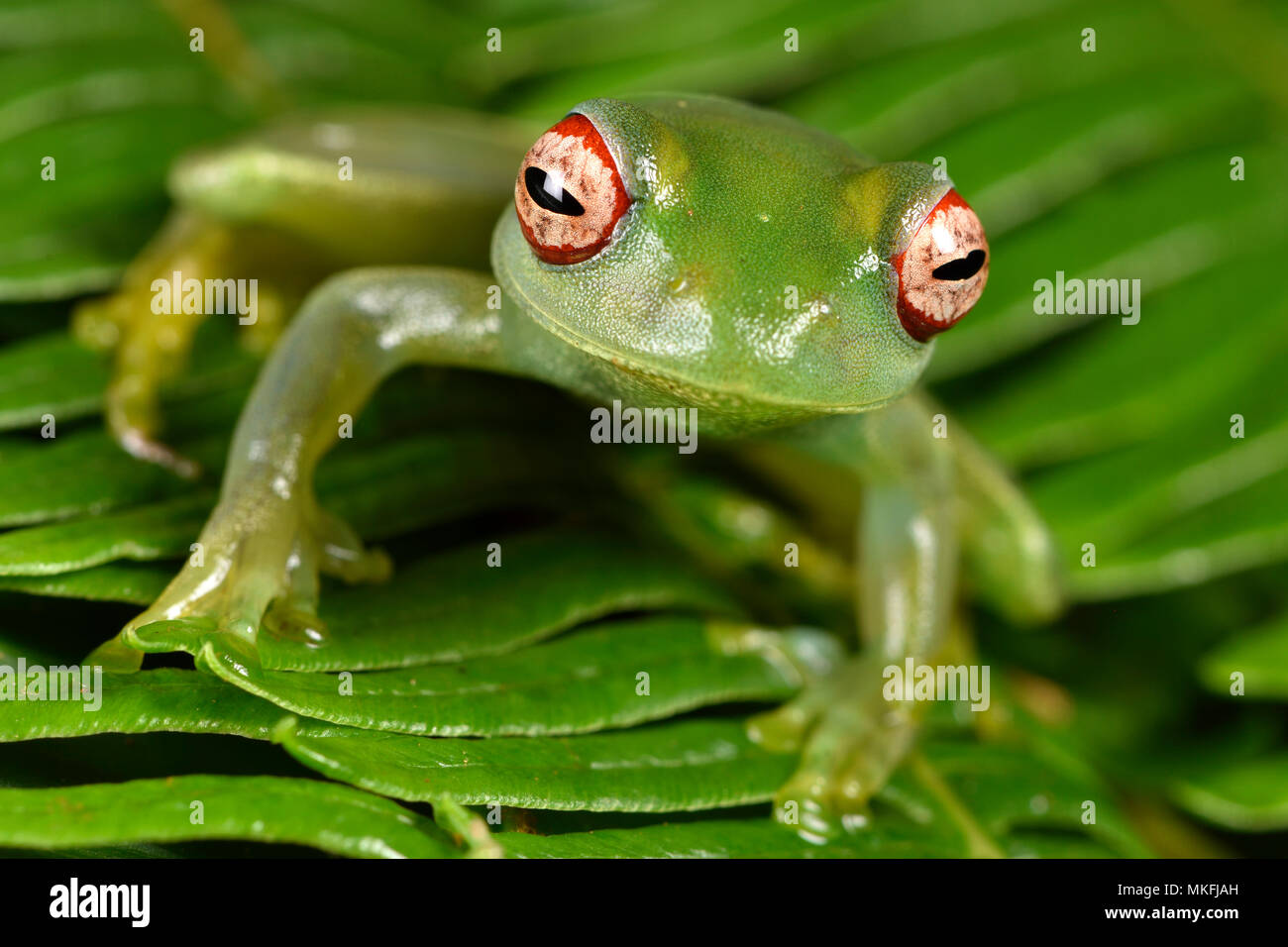 Ankafana grenouille aux yeux brillants boophis luteus Banque de ...