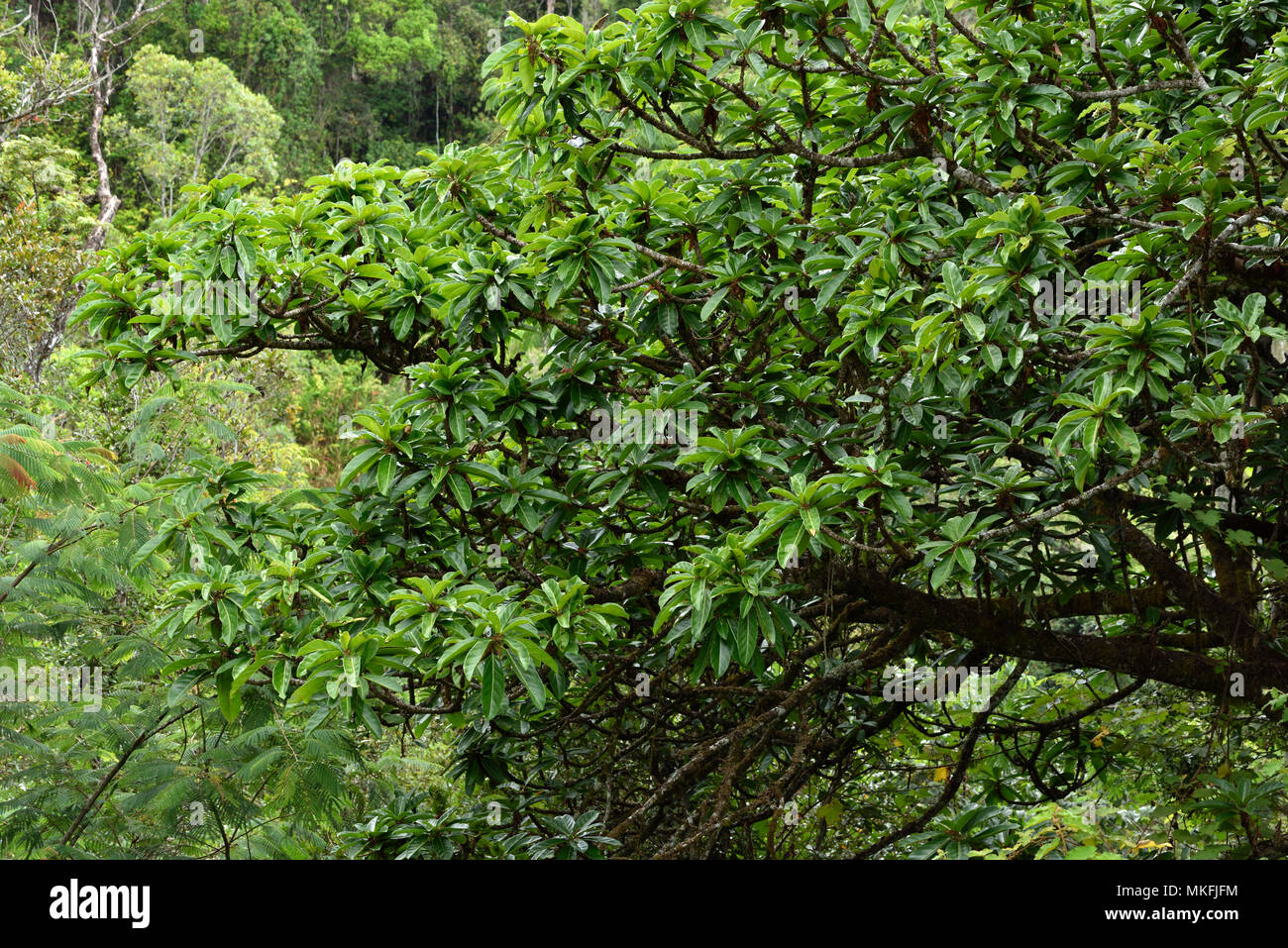 À feuilles géantes (Fig Ficus lutea), Andasibe, Perinet, Région Alaotra ...