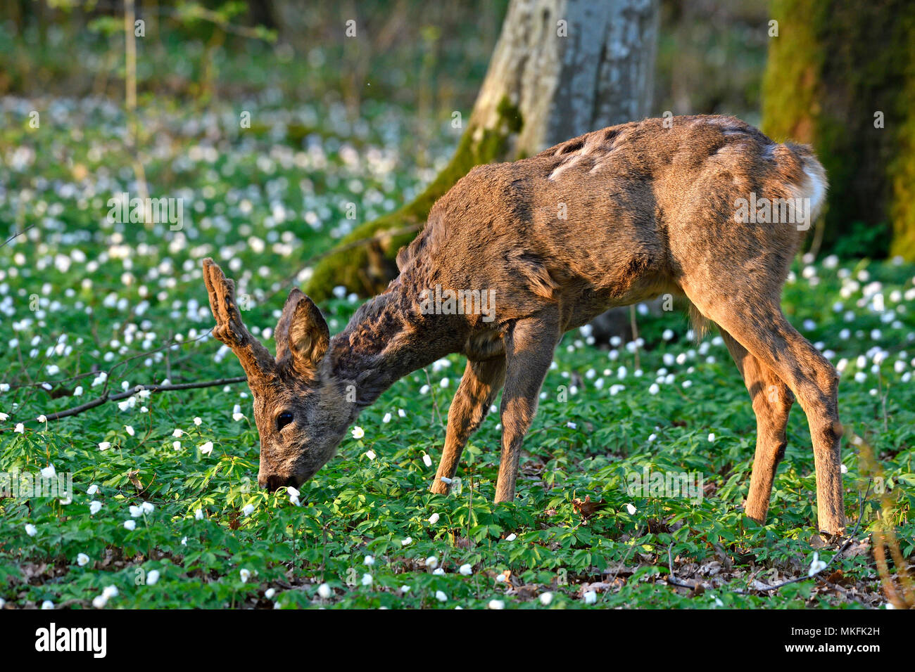 Chevreuil (Capreolus capreolus), homme de manger au printemps forêt ...