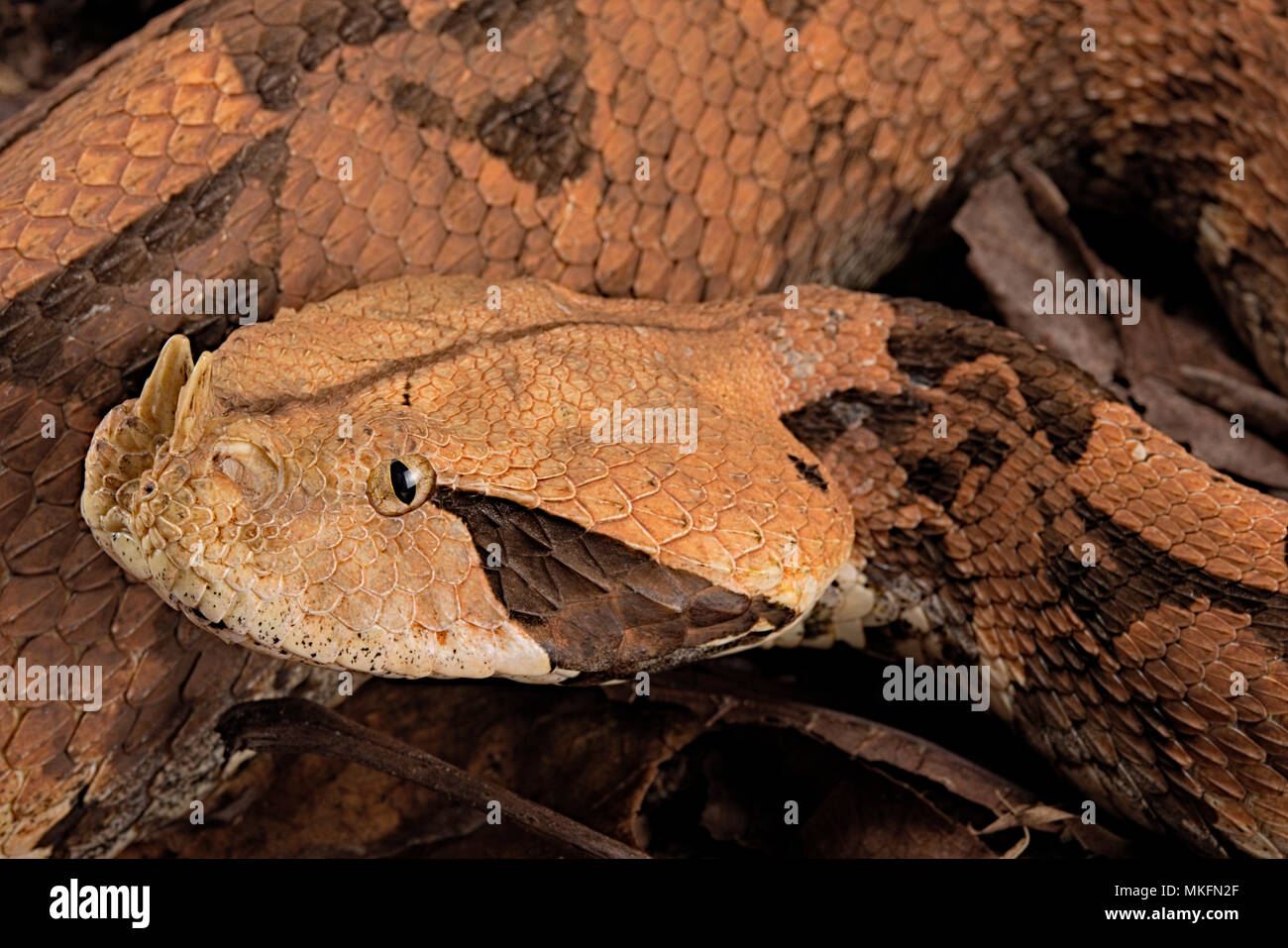 Bitis rhinoceros Banque de photographies et d’images à haute résolution ...