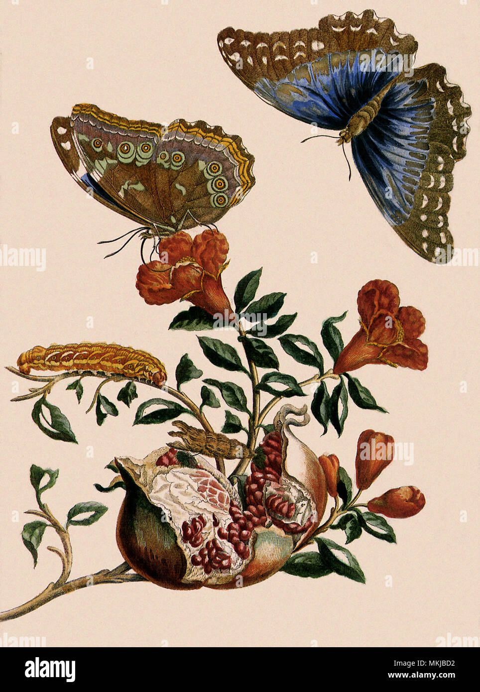 Morpho morpho menelaus Banque de photographies et d’images à haute ...