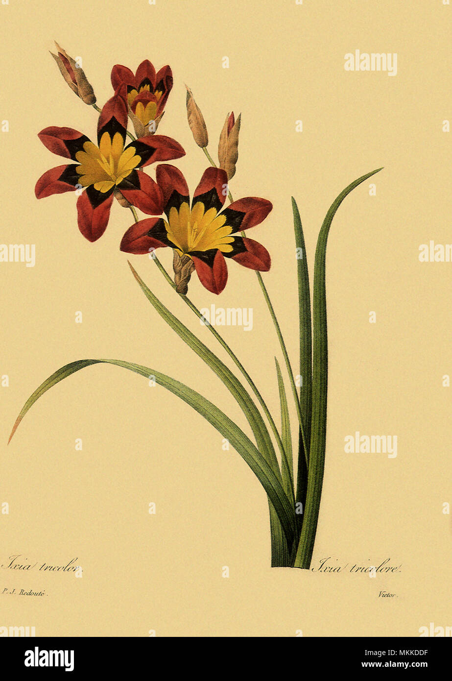 Sparaxis tricolor Banque de photographies et d’images à haute ...